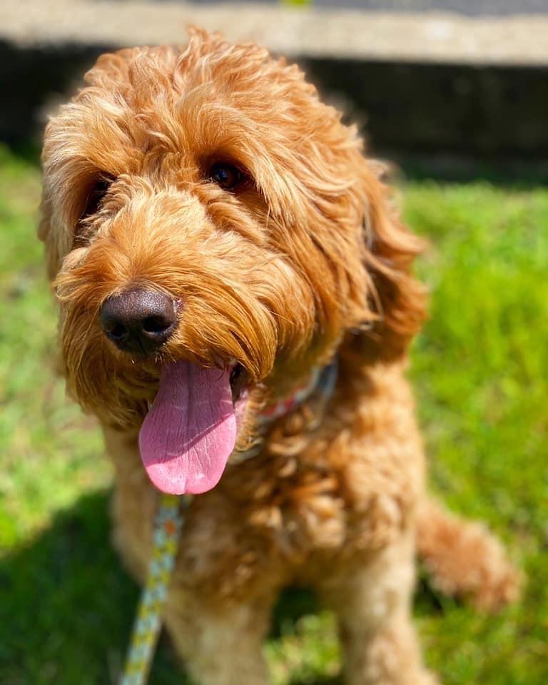 Types of Doodles | Willow Tree Doodles